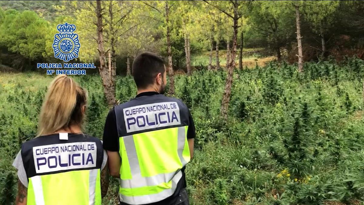 Cáñamo La Policía Nacional Incauta Medio Millón De Plantas De