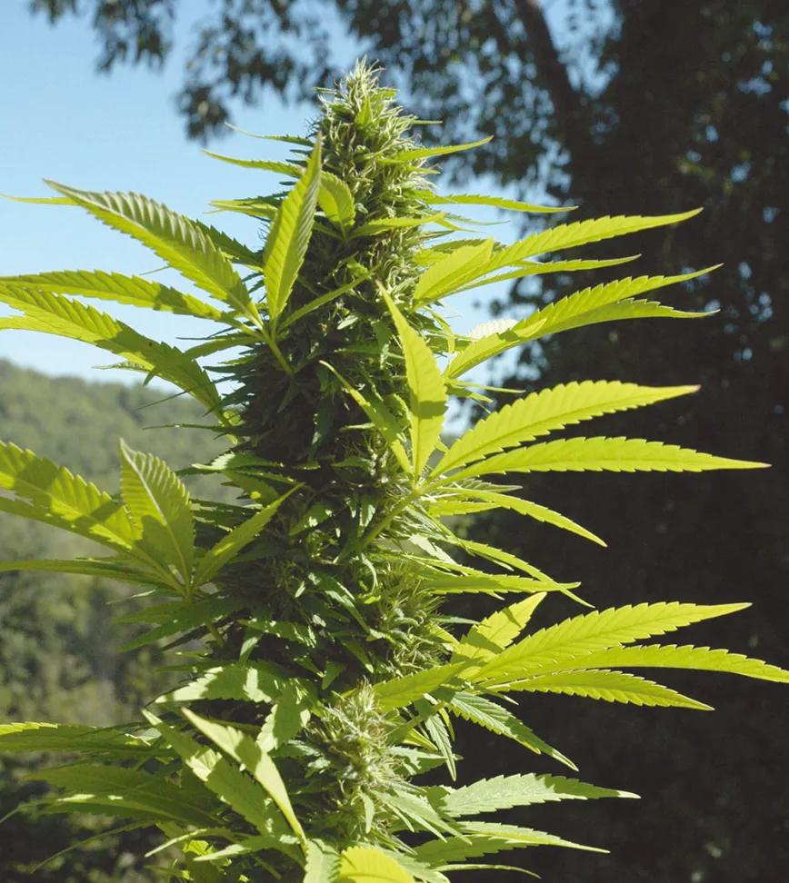 Diez Trucos Para Dominar La Floración Cáñamo