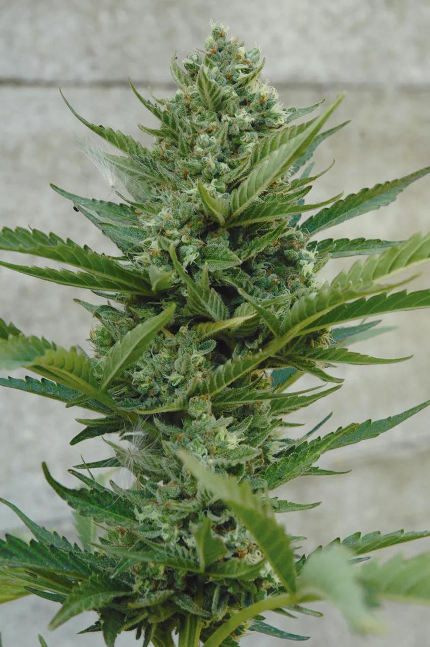 Diez Trucos Para Dominar La Floración Cáñamo