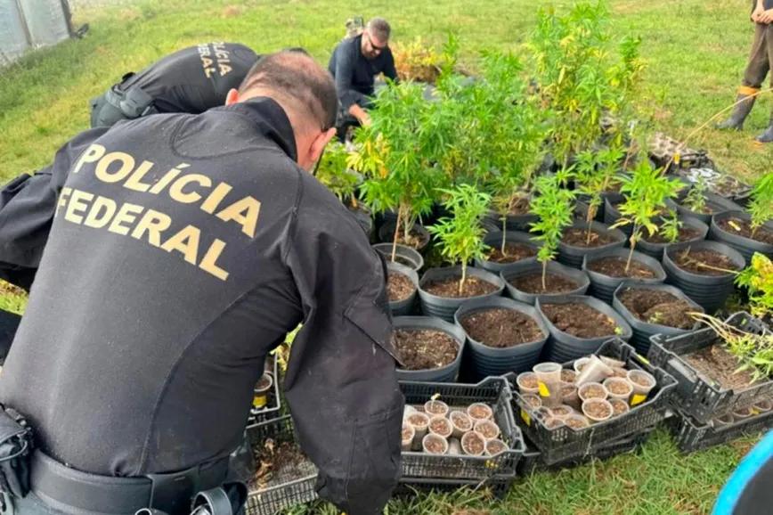 La Policía Federal de Brasil destruyó más de mil plantas de una asociación de cannabis medicinal ...