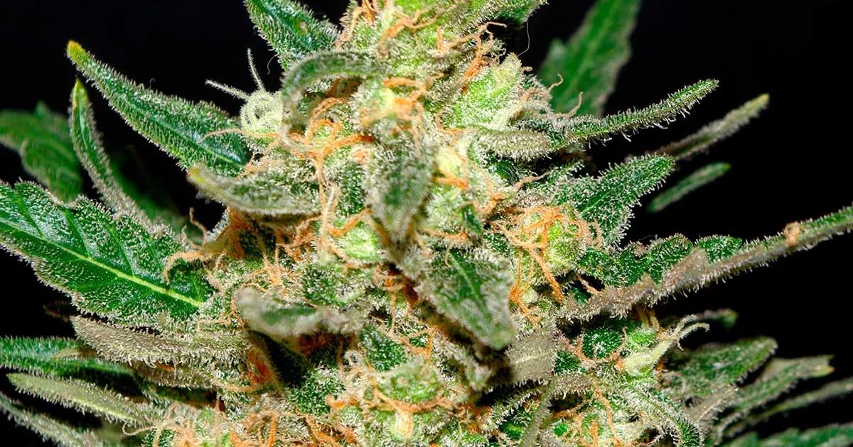 ¿Qué es la weed “Thai” y por qué gusta tanto a los cannacultores? | Cáñamo ¿Qué es la weed “Thai” y por qué gusta tanto a los cannacultores? | Cáñamo