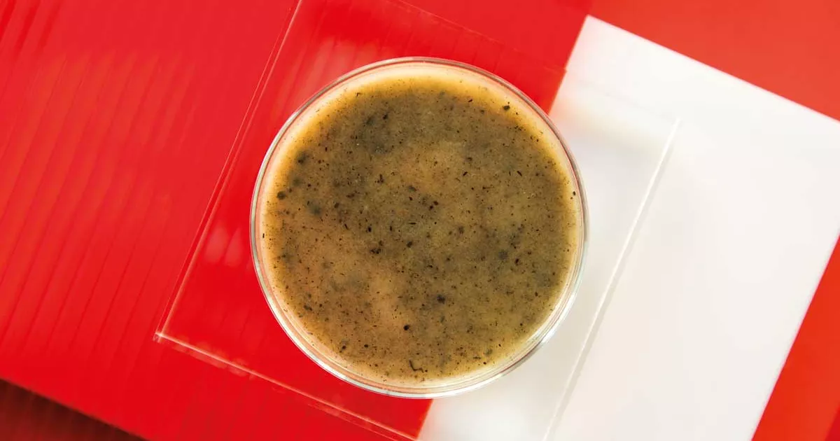 Mescalina, ¿la droga de los místicos? | Cáñamo