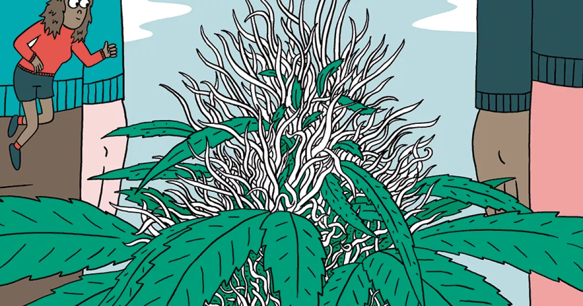 Diez Trucos Para Dominar La Floración Cáñamo