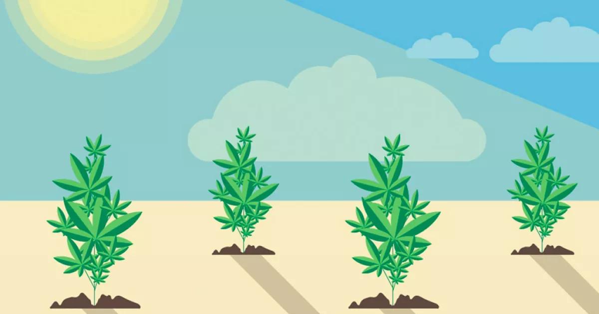 Sacar sativas a exterior para acelerar la floración | Cáñamo