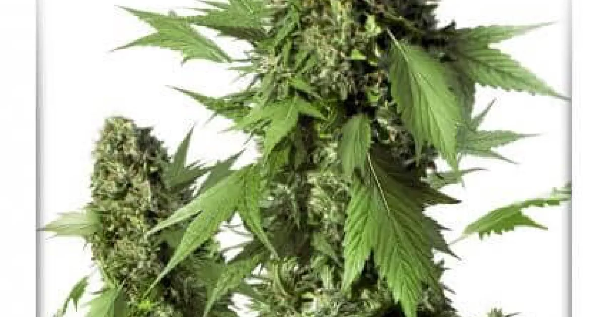 Comprar Auto Duck | Cáñamo