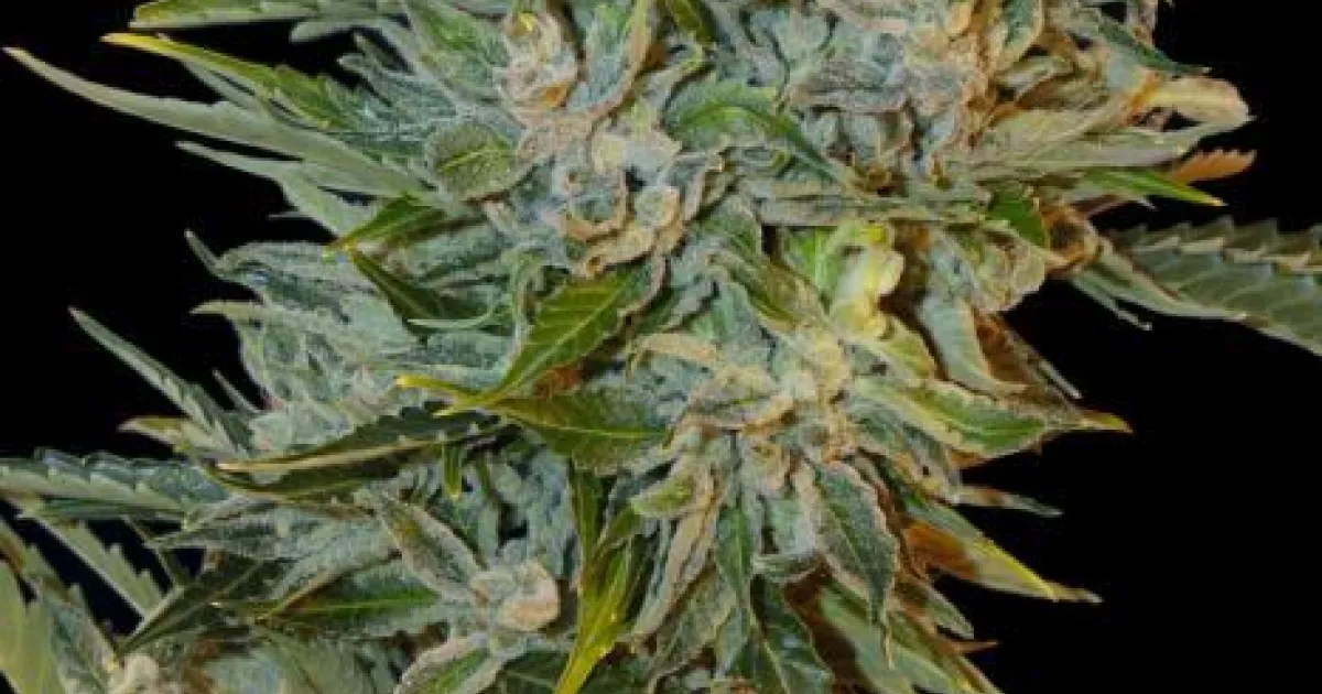 Comprar Haze Gom - Grassomatic | Cáñamo