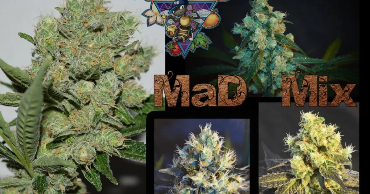 Comprar MaD Mix Reg | Cáñamo