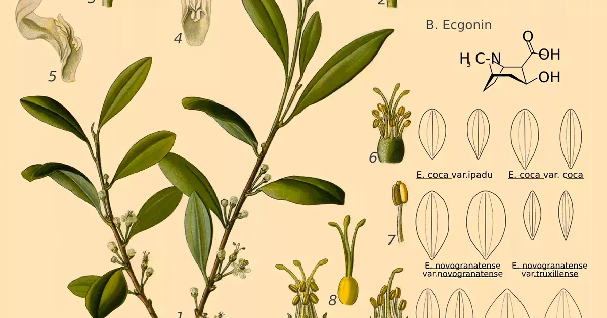 La coca estuvo presente en Europa 200 años antes de lo que se creía ...