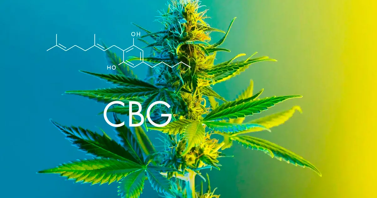 El CBG es un “agente terapéutico prometedor” para tratar el cáncer | Cáñamo