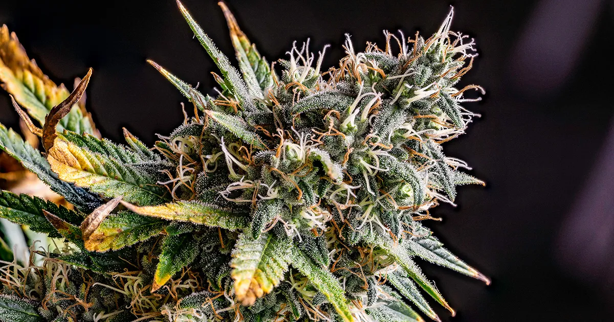 Más de quince años de Dr. Underground | Cáñamo