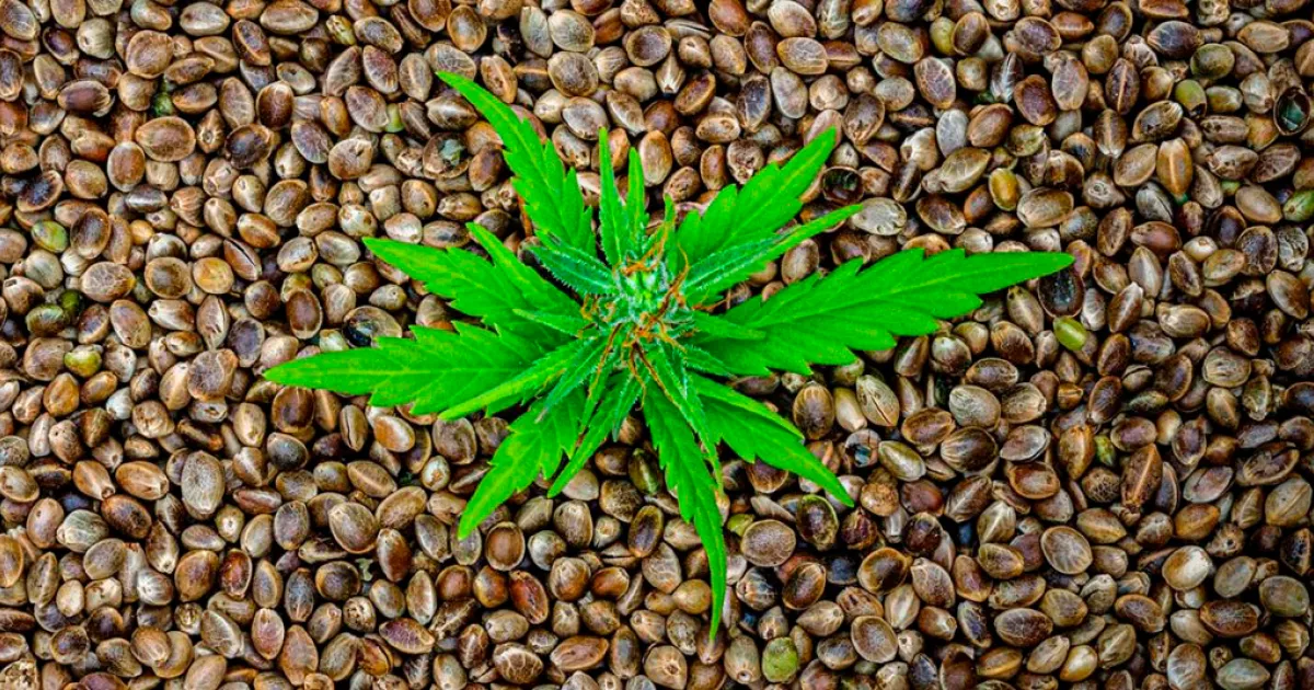 Seeds Santa María: innovación cannábica desde Mollerussa | Cáñamo