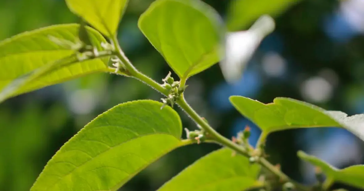 Evidencia Dividida Sobre Presencia De Cbd En Un Arbusto Brasileño Cáñamo