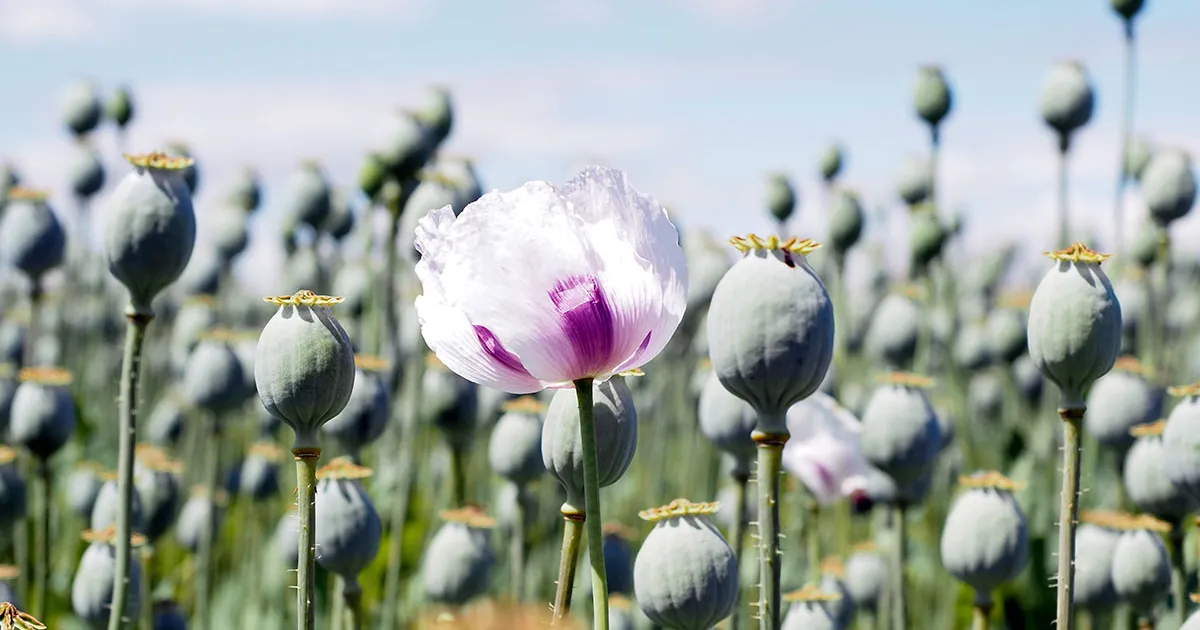 Descubierta la primera plantación ilegal de opio en España | Cáñamo