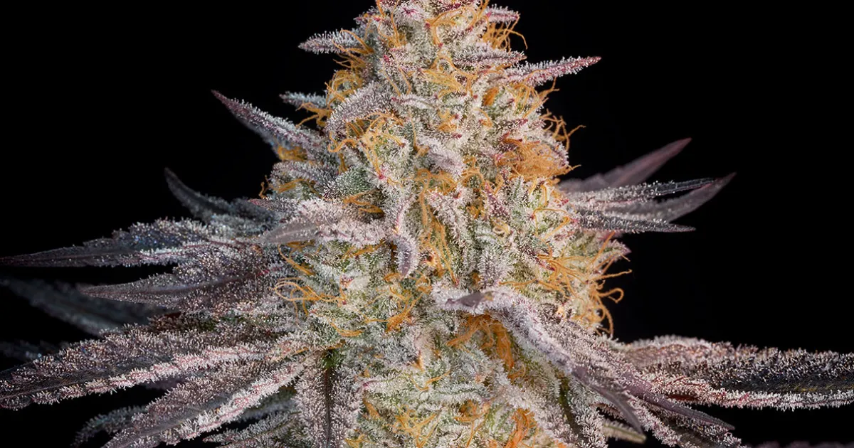 Super Lemon Haze × RS11: el cruce definitivo entre cítricos y terpenos ...