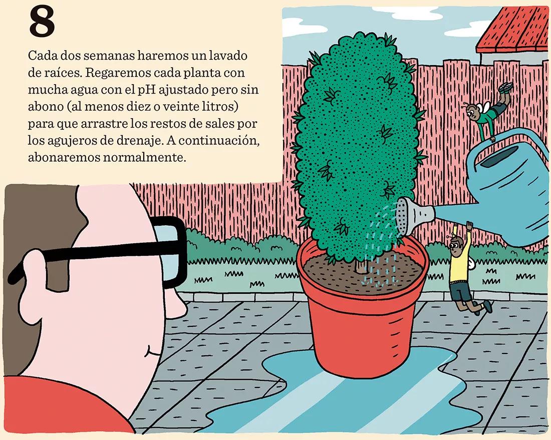 Diez Trucos Para Dominar La Floración Cáñamo