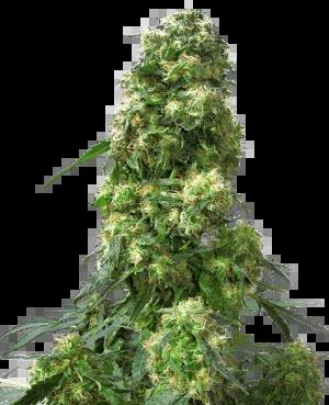 Comprar Early Skunk Feminizada | Cáñamo